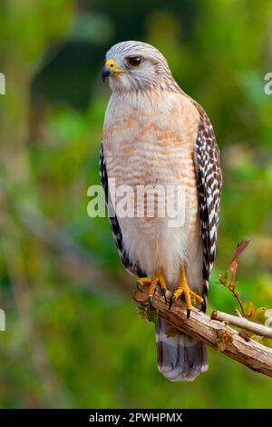 Red shouldered Hawk front view close up Stock Photo - Alamy