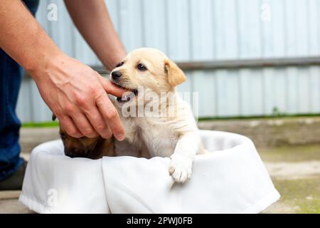 puppy paws on a man's hand. animal shelter. puppy adoption Stock Photo ...