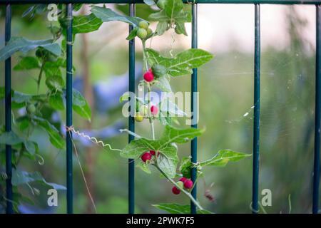 The toxic berries of red bryony. Art lens. Swirl bokeh. Focus on the ...