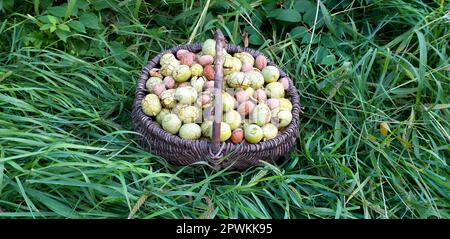 A wicker basket of fresh walnuts stands in the lush green grass ...