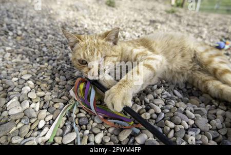 Detail of a domestic cat with an amputated eye, injury and animal abuse ...