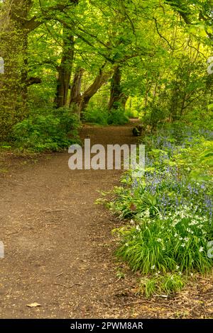 Intimate landscape of day walk path along the River Wandle, South ...