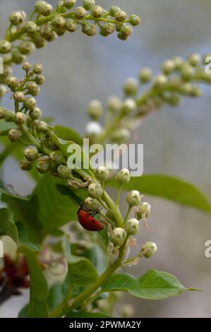 Ladybug in natrue, small red bug in nature close up Stock Photo - Alamy