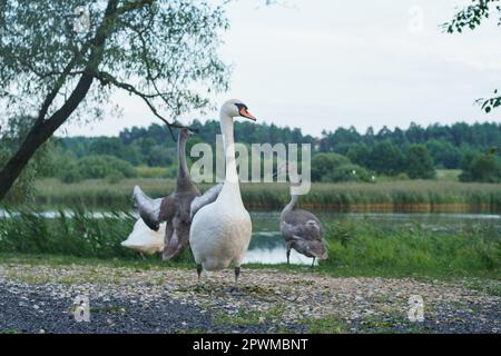 White graceful swan stand on ground near lake. Group of white and gray ...