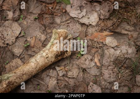 Old animal bone in nature in the grass Stock Photo - Alamy