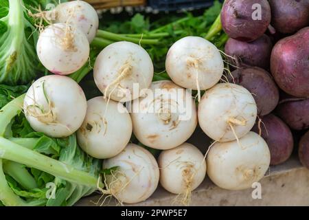 Vegetable texture. Background from turnips with tops. Fresh white root ...