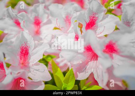 Pink Satsuki Azalea. Shooting Location: Naka -ku, Yokohama -shi Stock ...