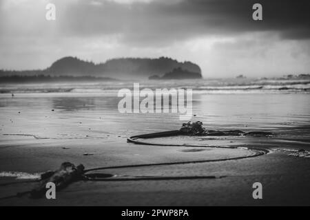 Washington Coastal Beach Landscape PNW Stock Photo - Alamy
