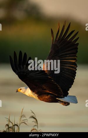 African fish eagle flying low over water Stock Photo - Alamy