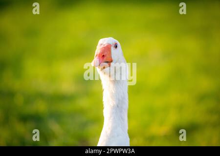 White gander of the breed 'Österreichische Landgans', an endangered ...