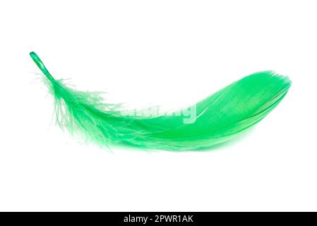 Light fluffy green feather isolated on white background Stock Photo - Alamy