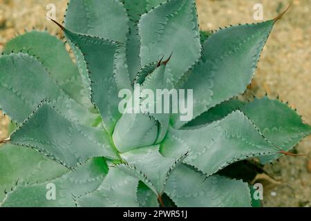 Agave potatorum in nature Stock Photo - Alamy