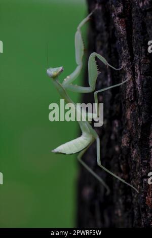 green mantis on a tree trunk, close up Stock Photo - Alamy