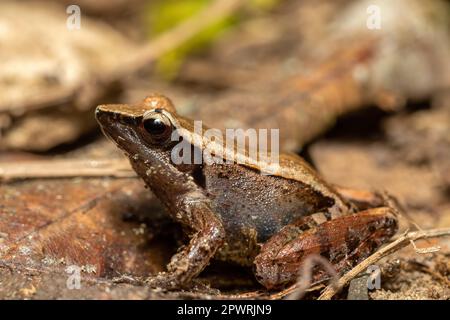 Brown Mantella, Mantidactylus melanopleura, Ranomafana National Park ...