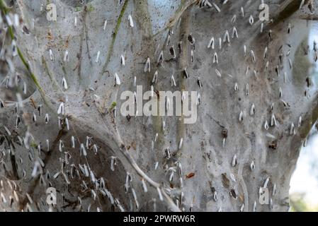 Spider moths have infested a tree and are about to pupate Stock Photo ...