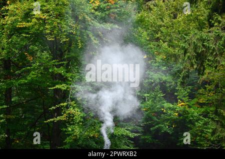 White smoke spreads over the background of forest trees Stock Photo - Alamy