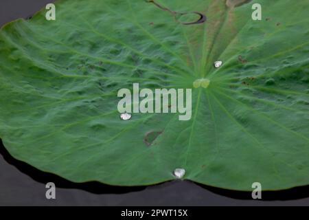 rain drops on a lotus leaf Stock Photo - Alamy