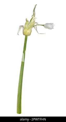 Few flowered leek (Allium paradoxum Stock Photo - Alamy