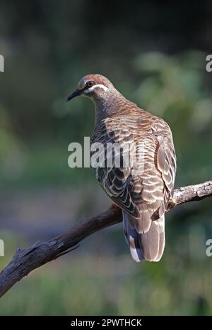 Common Bronzewing / Dove Stock Photo - Alamy