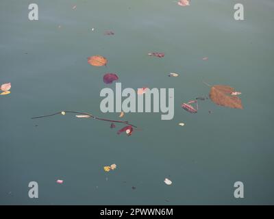 autumn leaves floating on teal river water Stock Photo - Alamy