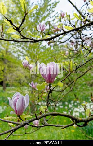 Bloomy magnolia tree with big pink flowers. Close-up view of purple ...