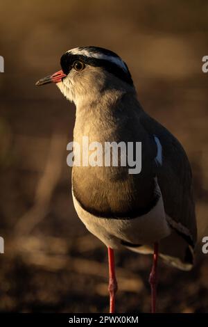 Close-up of sunlit crowned lapwing turning head Stock Photo - Alamy