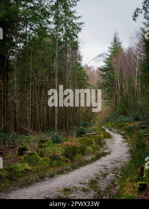 Curved Puddletown Woodland Path In Dorset county England UK Stock Photo ...