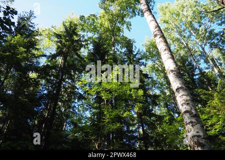 Taiga biome dominated by coniferous forests. Picea spruce, genus of ...
