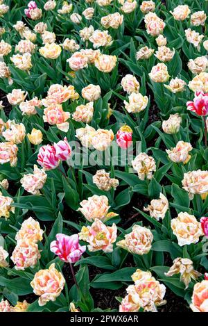 Spectacular display of spring flowering tulips - Colourful tulips in ...