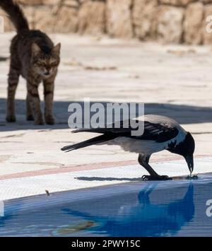 A cat watches a Hooded Crow, Corvus corone, Paphos, Cyprus Stock Photo ...