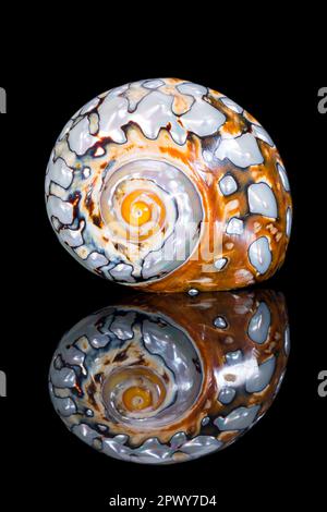 Single pearly snail sea shell of Turbo sarmaticus also known as South ...