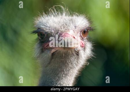 A head portrait of a bouquet of birds photographed with an extreme ...