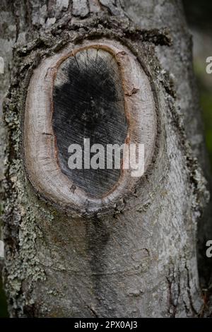 A healed pruning wound on a tree in Virginia is shaped like a heart ...