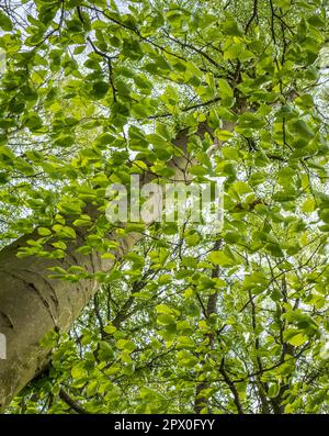 Deciduous Beech trees in Sherwood Forest, Nottinghamshire, England, UK ...