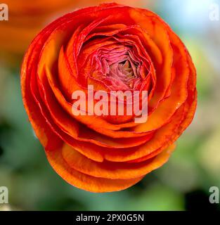 Orange Ranunculus Bloom Stock Photo - Alamy