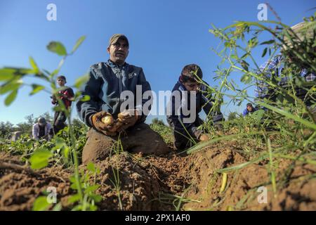 Palestinian farmers harvest potatoes in a field in Al Aghwar, near ...