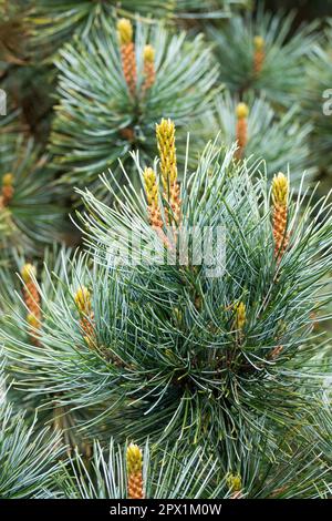 Dwarf Siberian Pine, Pinus pumila "Dwarf Blue", Branches, Coniferous ...