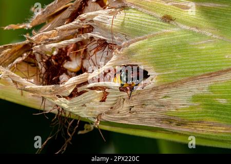Corn ear with insect damage to husk and kernels. Insect control and ...