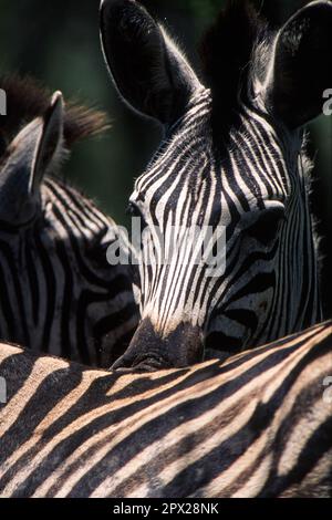Burchell's Zebra (Equus burchellii), Hluhluwe Imfolozi Park, South ...