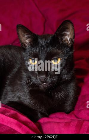 Head of a black cat facing forward Stock Photo - Alamy