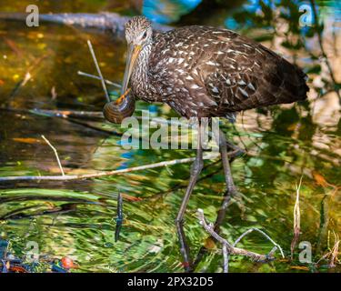 Limpkin in Swamp finding a snail for dinner Stock Photo - Alamy