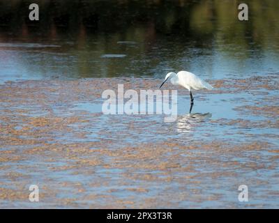 Great egret (Ardea alba), real wildlife - no ZOO Stock Photo - Alamy