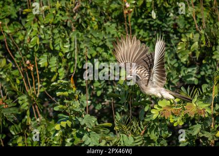African grey hornbill takes off from bush Stock Photo - Alamy