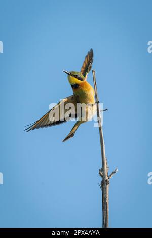 Little bee-eater spreading wings landing on branch Stock Photo - Alamy
