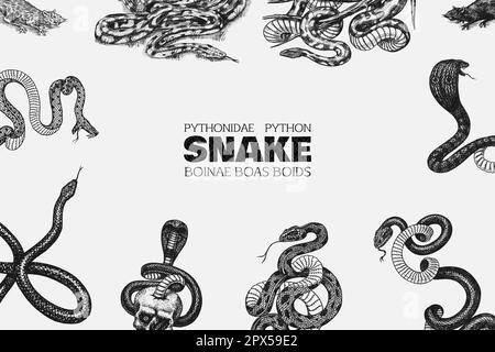 Pythonidae or python. Boinae or boas or boids. Nonvenomous snake ...