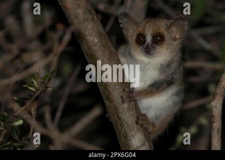 Mouse macaw (Microcebus murinus), Berenty, Madagascar Stock Photo - Alamy