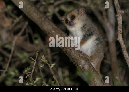 Mouse macaw (Microcebus murinus), Berenty, Madagascar Stock Photo - Alamy