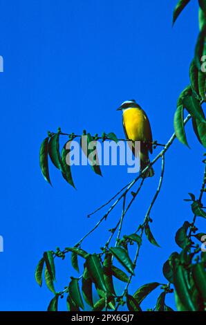 Social Flycatcher (Myiozetetes similis), Belize Stock Photo - Alamy