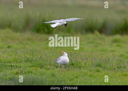 Herring Gull mating behaviour Stock Photo - Alamy