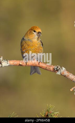 Pine Grosbeak female front view perched on a branch with a blur forest ...